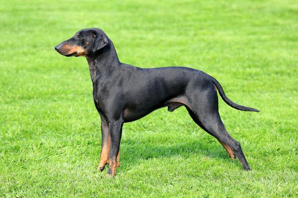 Manchester Terrier